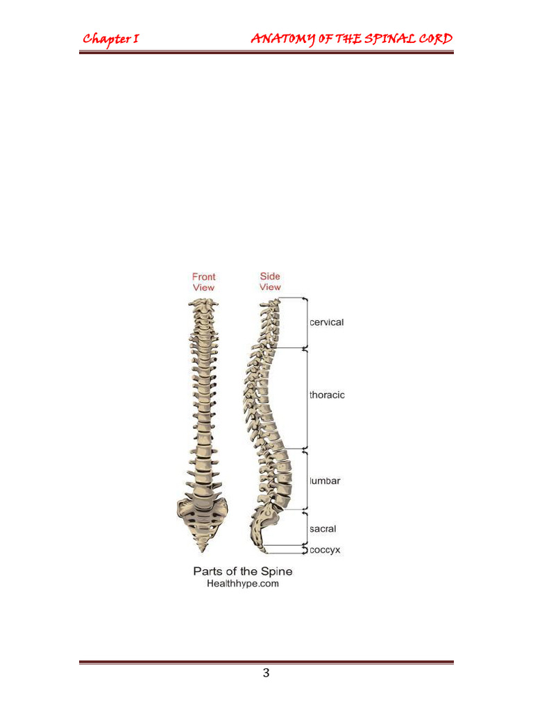 Hasnaa Omar Mostafa - 03 Chapter 1 | PDF | Vertebra | Spinal Cord