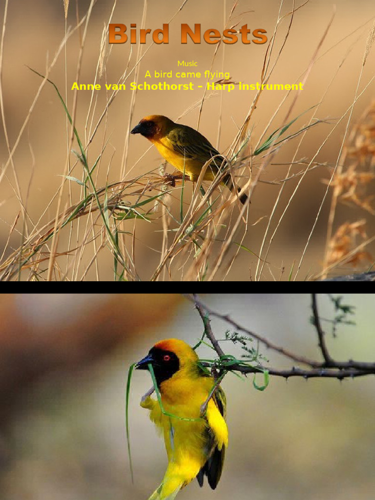 Bird Nests | PDF