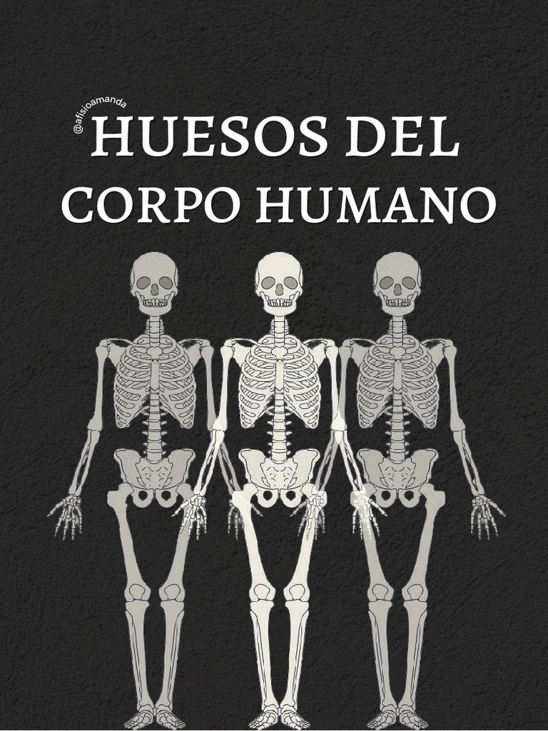 Anatomía del Esqueleto Humano | PDF | Vértebra | Cráneo