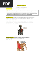 Anatomía de la Región Escapular | PDF | Articulaciones | Hombro