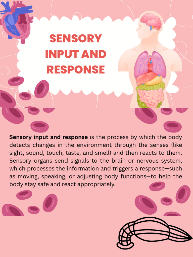 Chapter 8 Lesson 7 Sensory Input and Response JAMOT - 20250916 - 081407 ...