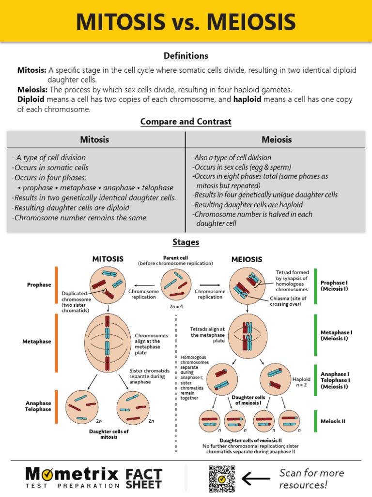 Mitosis vs Meiosis: Key Differences | PDF | Meiosis | Ploidy