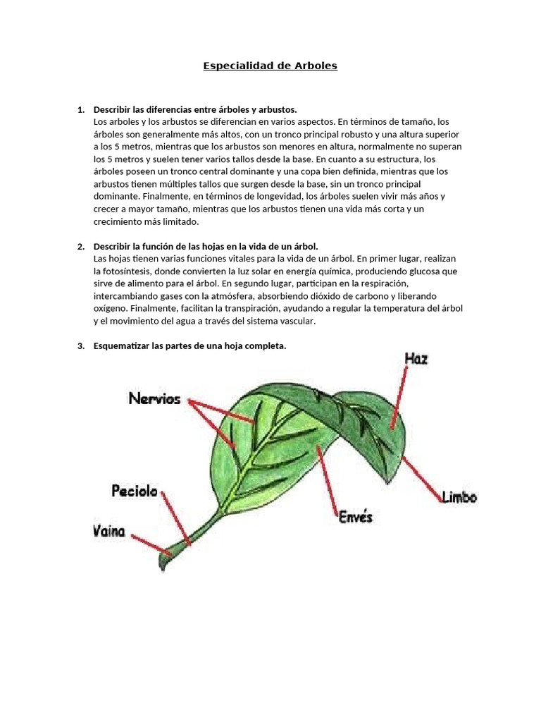 Diferencias y funciones de los árboles | PDF | Arboles | Arbusto