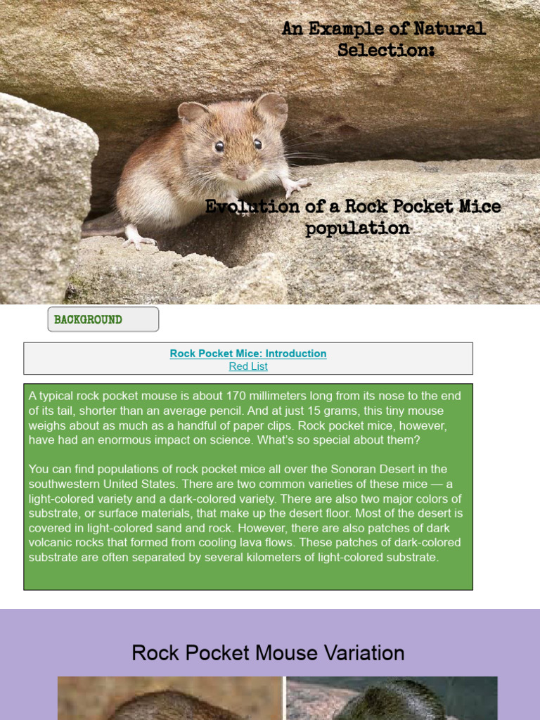 Rock Pocket Mice: Natural Selection Study | PDF | Mouse | Volcano