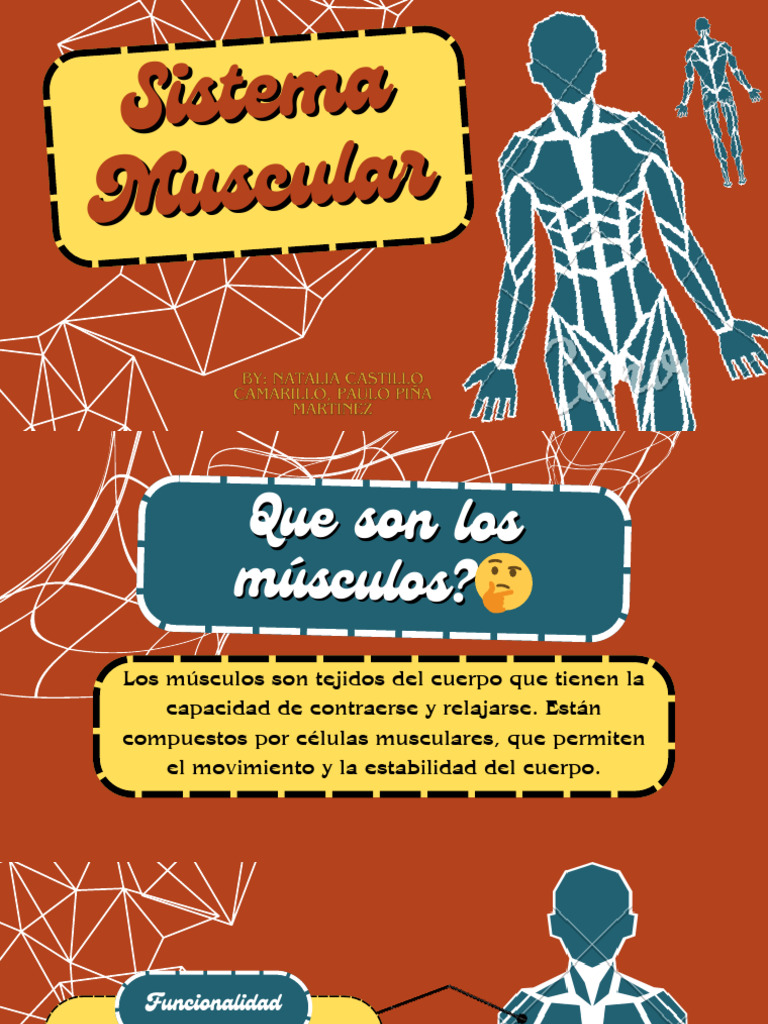 Copia de Muscular System Anatomy Presentation in a Blue Yellow Red Bold ...