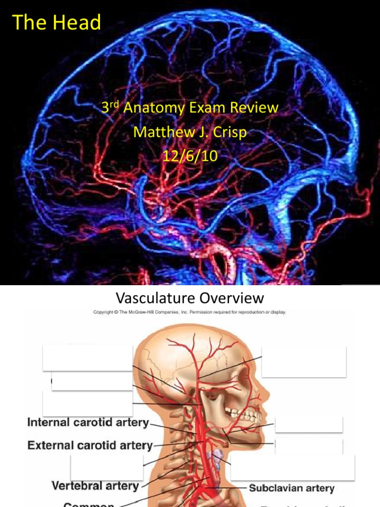 Anatomy Notes on the Head, Neck, Eyes, Ears, Nose and Throat: A ...