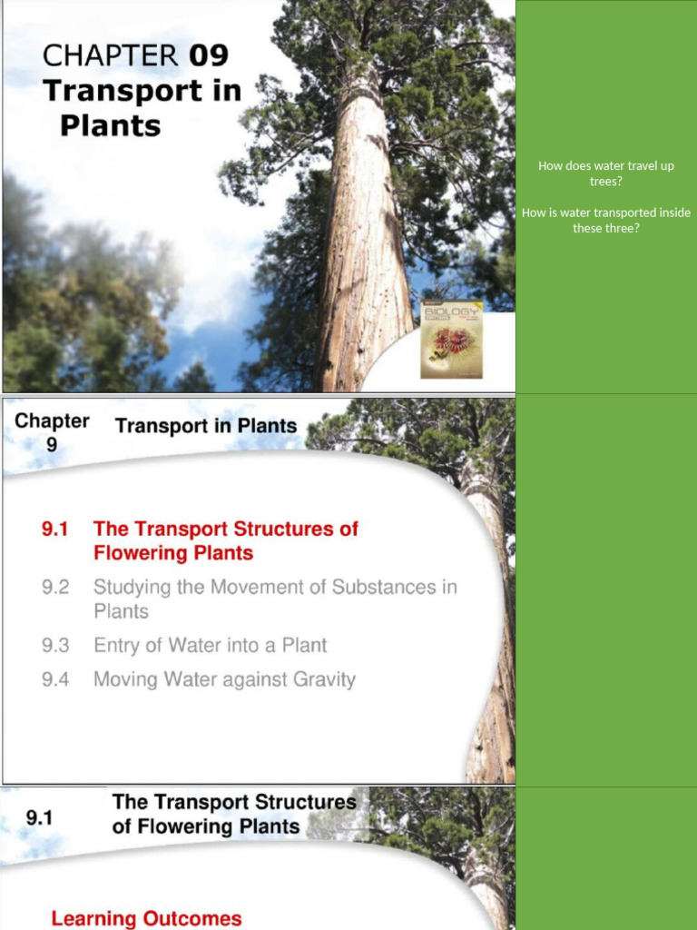 Plant Water Transport Mechanisms | PDF | Plant Stem | Tissue (Biology)
