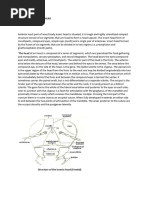 Insect Body Segmentation Explained | PDF | Insects | Arthropodology