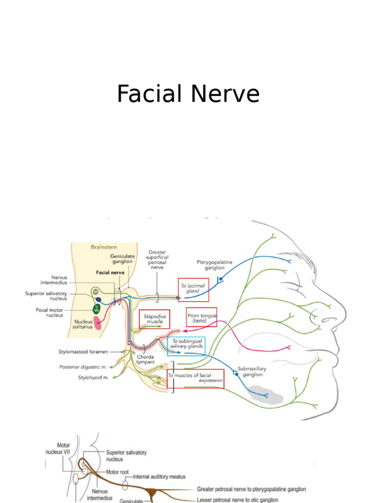 Facial Nerve | PDF | Human Anatomy | Human Head And Neck