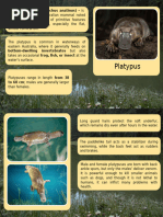 Platypus: Unique Adaptations & Ecology | PDF | Mammals | Conservation ...