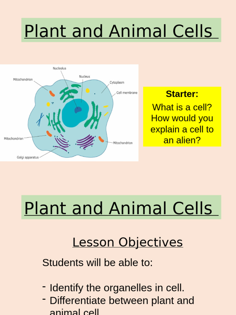 Week 1 Lesson 2-Plant and Animal-Cells | PDF | Cell (Biology) | Cytoplasm