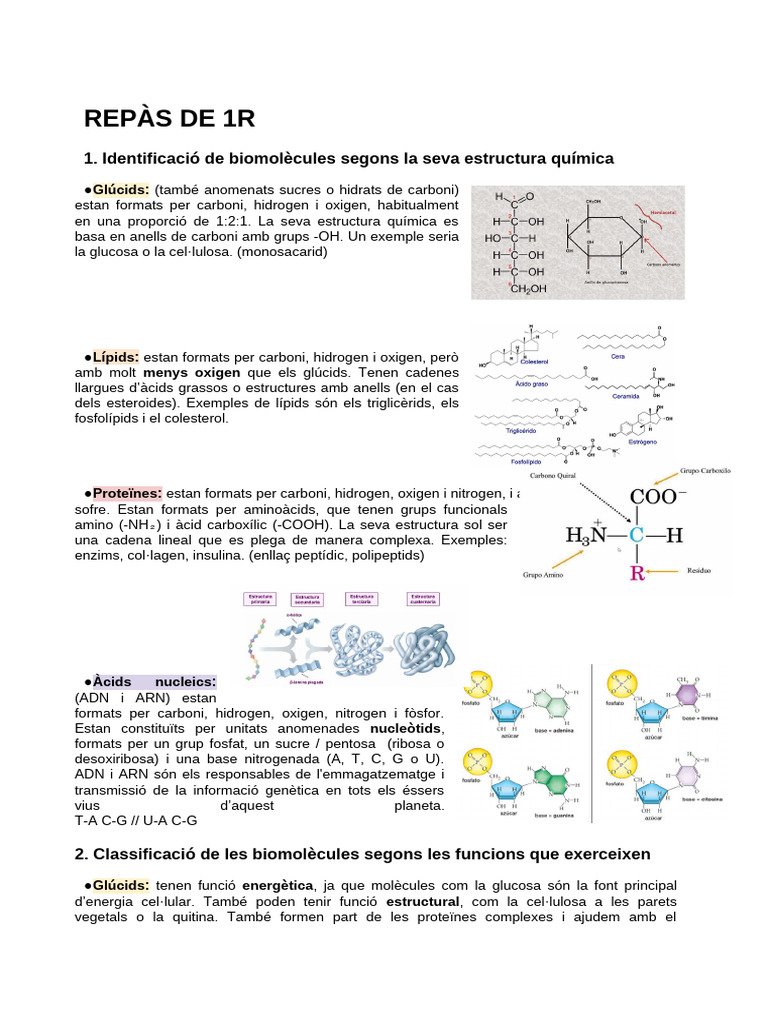 Bio 1r Batx | PDF