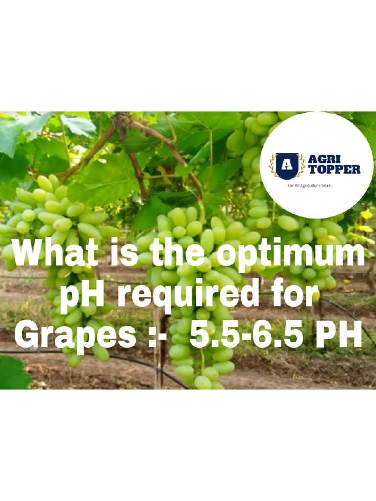 Grapes One Liner by Agri Toppers | PDF