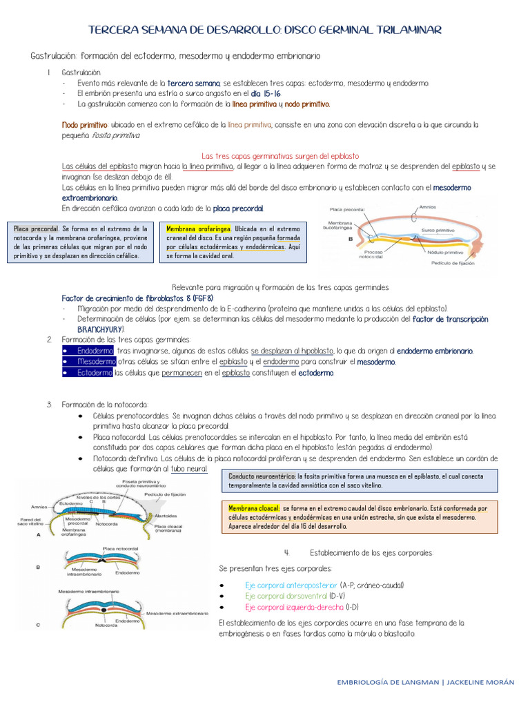 Nodo Primitivo en Gastrulación Embrionaria | PDF | Reproducción | Biología