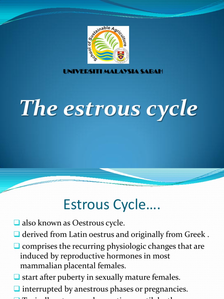 The Estrous Cycle | PDF | Menstrual Cycle | Luteinizing Hormone