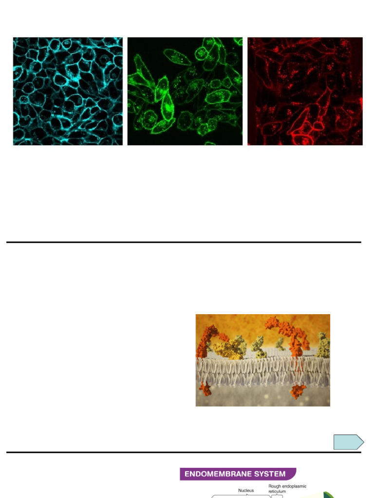 CH04 - Biology - 120 - PPT - F25 - RRW1 SV | PDF | Cell Membrane | Lipid