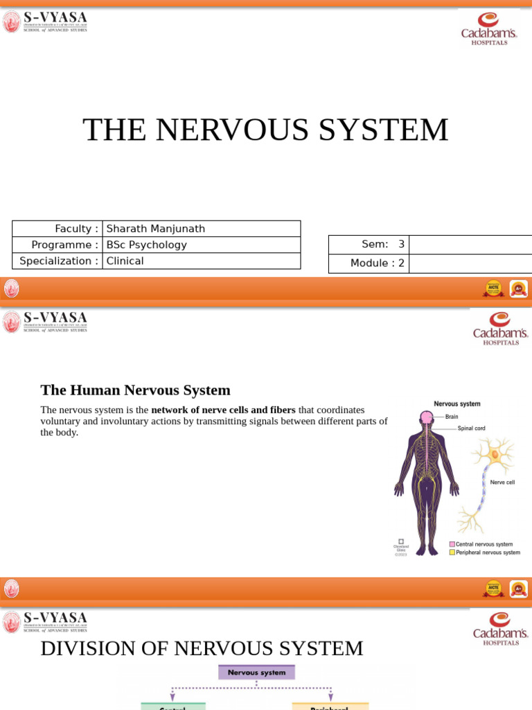 Overview of the Human Nervous System | PDF | Central Nervous System ...