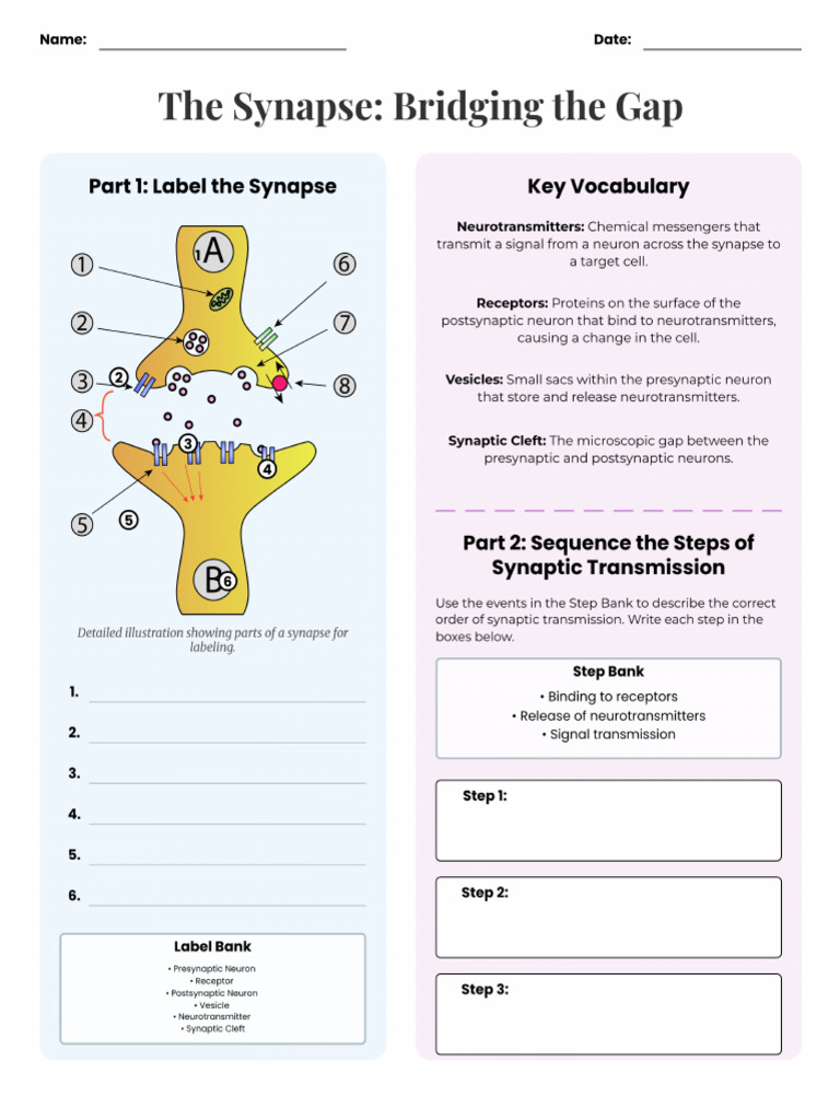 Understanding Synapses and Reflexes | PDF