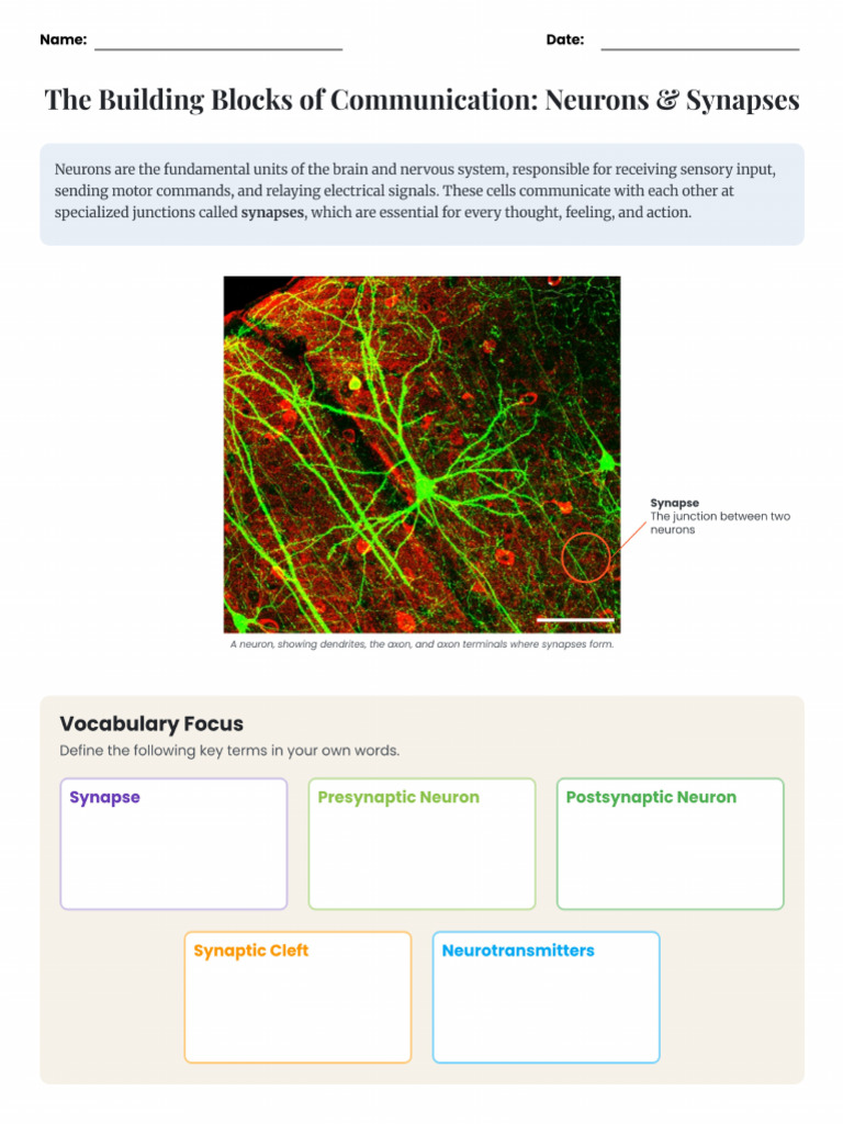 Understanding Neurons and Synapses | PDF