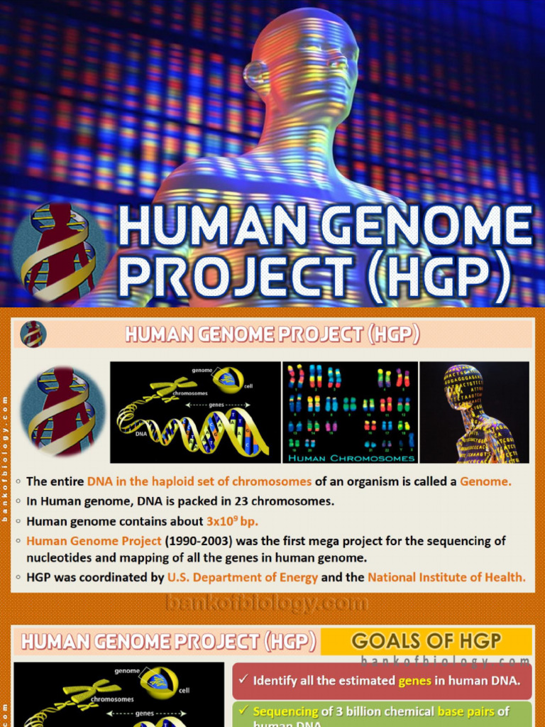 6 Molecular Basis of Inheritance PPT Part 5 | PDF