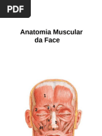 Músculo Orbicular da Boca: Funções e Estética | PDF | Boca | Anatomia