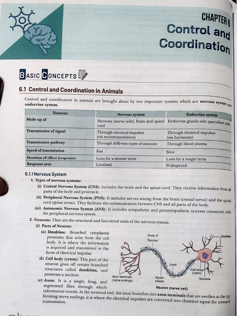 Control and Coordination | PDF