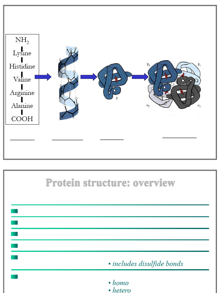 Understanding Protein Structure Levels | PDF | Alpha Helix | Protein ...