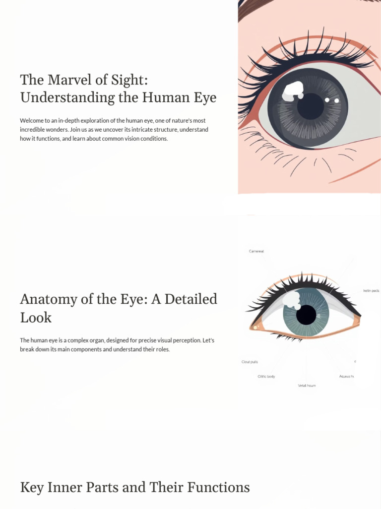 Understanding the Human Eye Anatomy | PDF | Eye | Human Eye