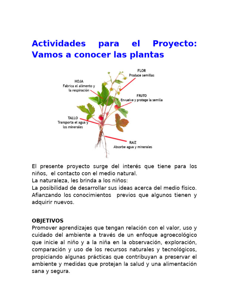 Actividades sobre las partes de las plantas | PDF | Plantas | Aprendizaje