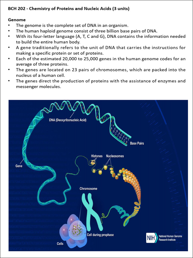 Biochemistry - Lecture Notes | PDF | Dna | Chromatin