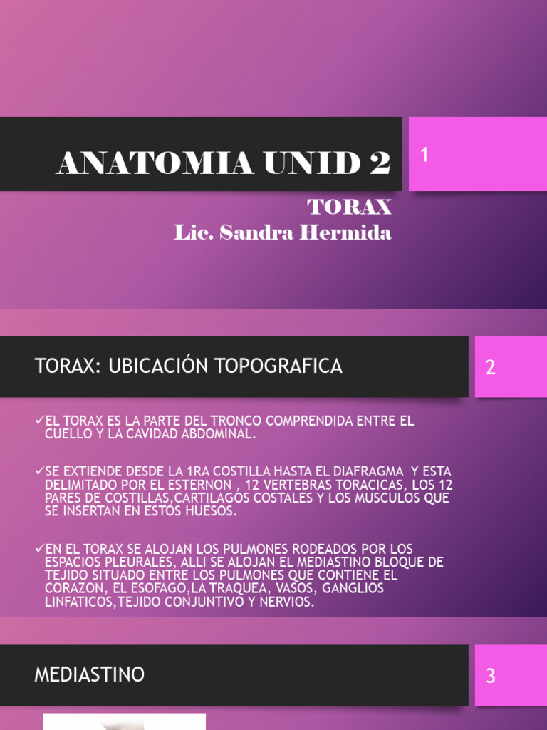 Anatomia Unid 2 Torax | PDF | Tórax | Sistema esquelético