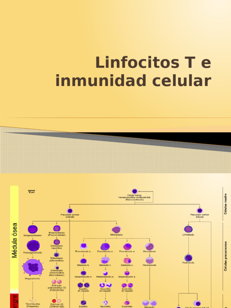 Inmunidad Celular y Linfocitos T | PDF | Sistema inmune | T Helper Cell