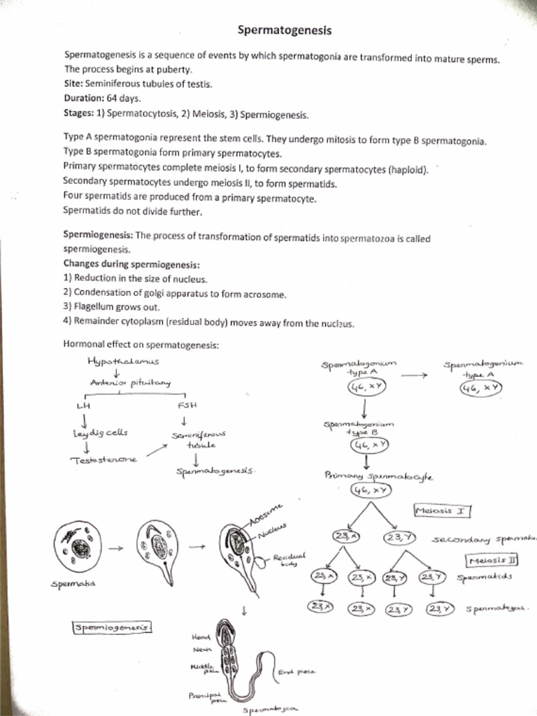 Embryology Notes (@anatomydecoded) | PDF