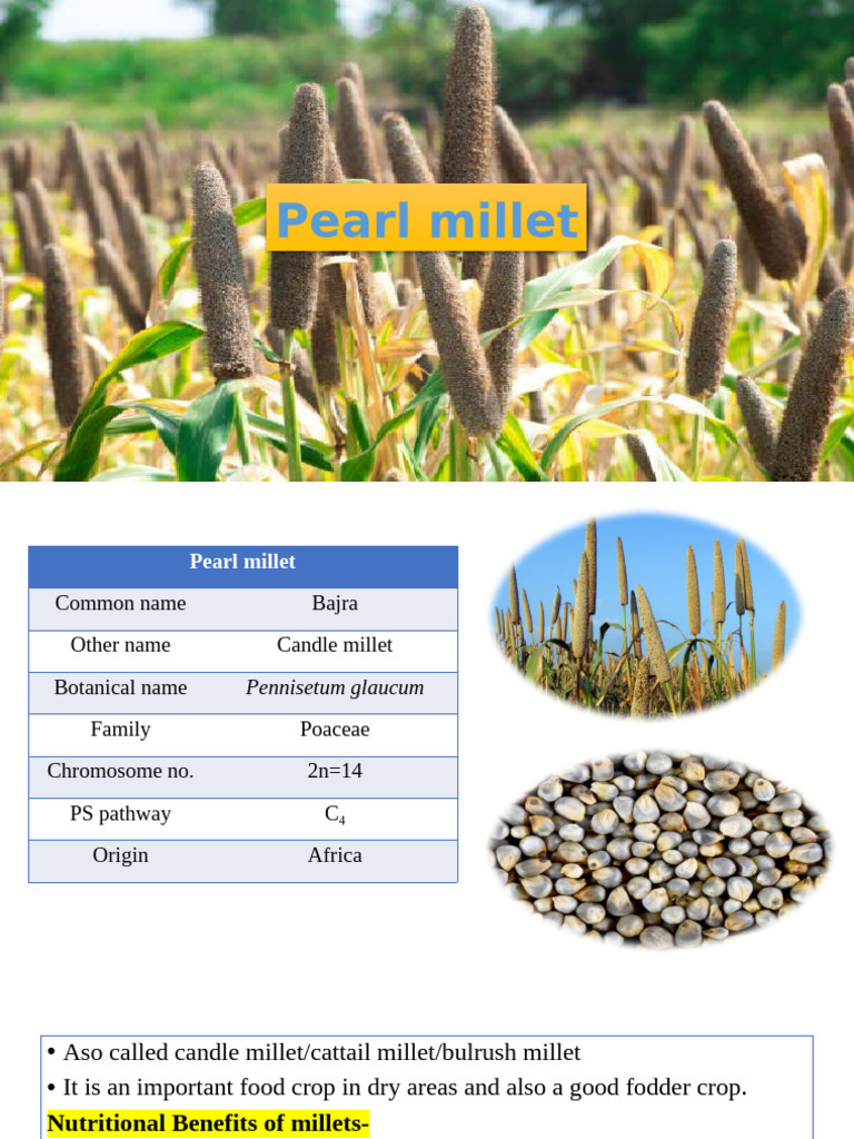 Pearl Millet Cultivation Guide | PDF | Sowing | Cereals