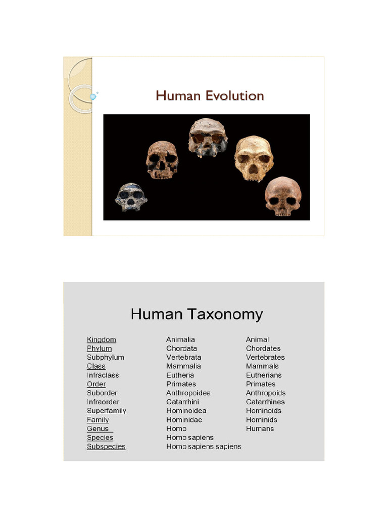 Human Evolution: Key Hominin Insights | PDF | Homo | Human Evolution