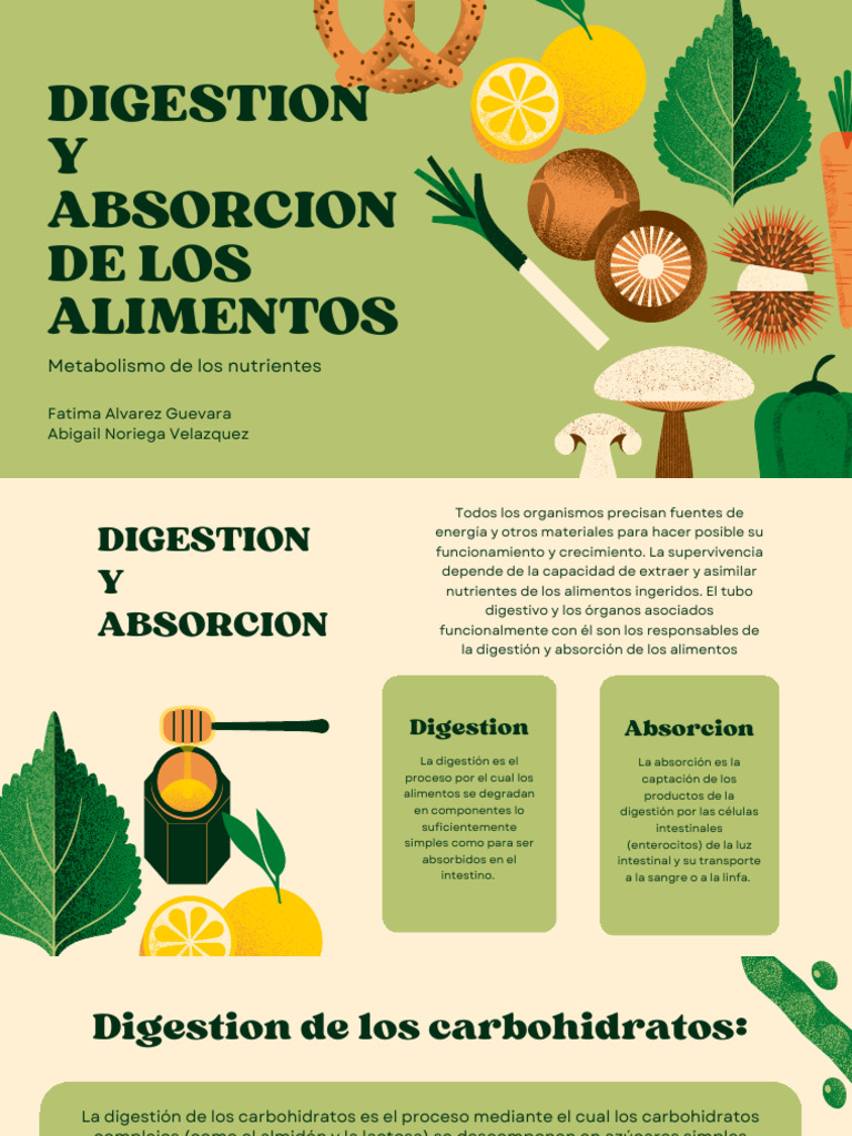 Digestion y Absorcion de Alimentos | PDF | Digestión | Carbohidratos