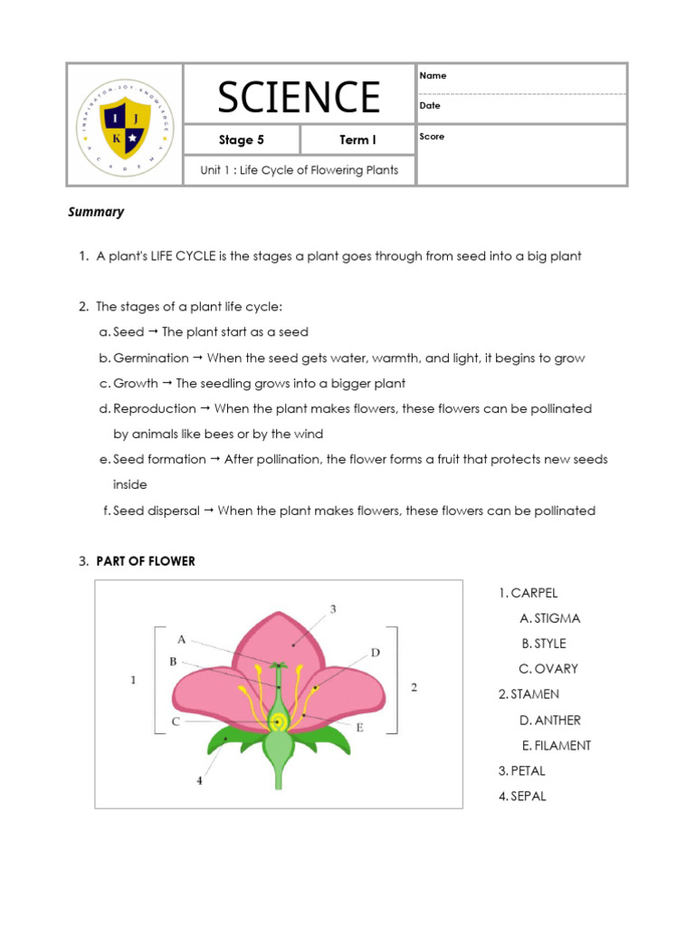 Parts of a Flower and Life Cycle Overview | PDF | Flowers | Pollination