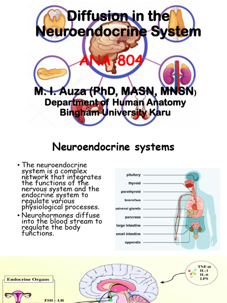Neuroendocrine System Overview | PDF | Neuroendocrinology ...