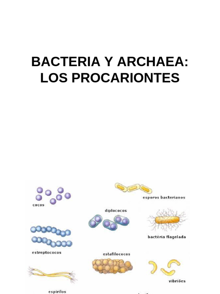 Bacteria y Archaea | PDF
