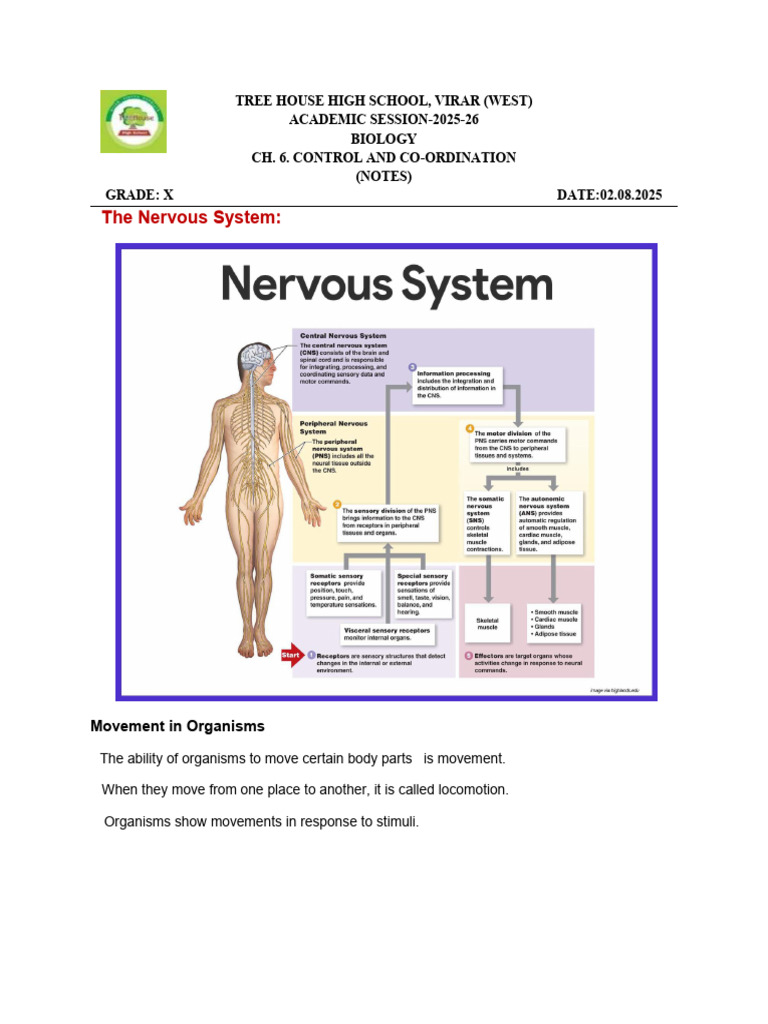 Control and Coordination in Biology | PDF | Central Nervous System ...