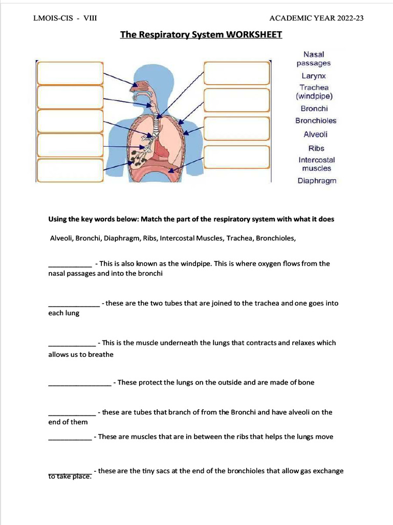 Respiratory System Worksheet | PDF | Lung | Respiratory System
