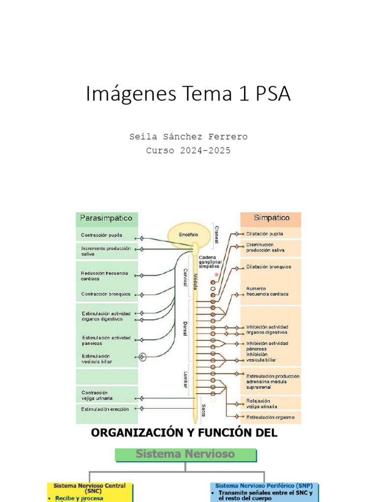 Imágenes-Tema1-PSA 24 25 | PDF