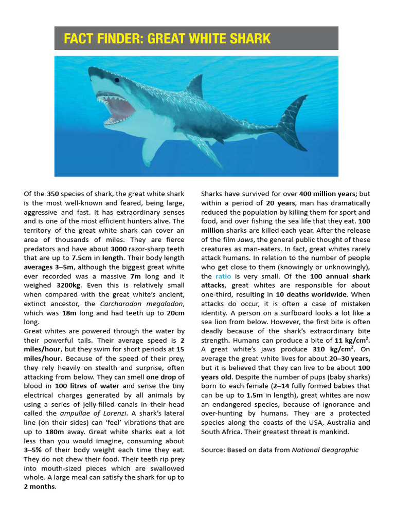 Great White Shark Daily Diet Explained | PDF | Sharks | Great White Shark