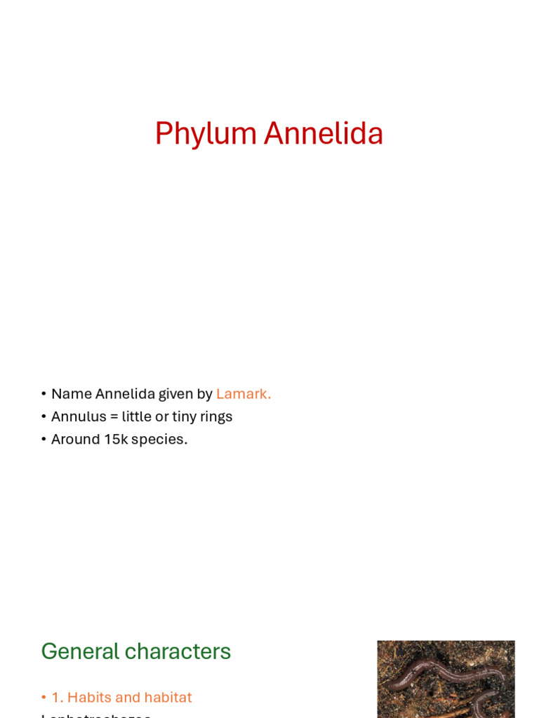 Phylum Annelida | PDF