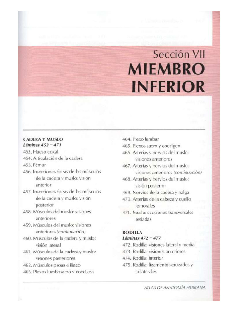 Netter Miembro Inferior | PDF