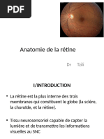 Physiologie de la vision humaine | PDF | Synapse | Rétine