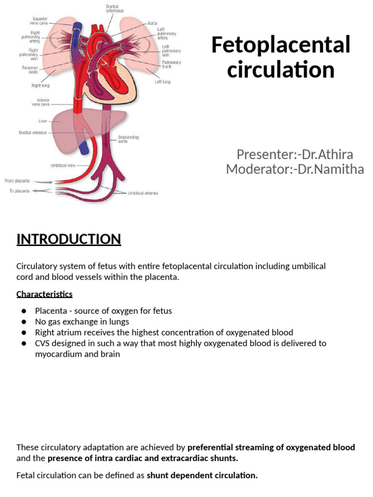 Fetal Circulation and Shunt Mechanisms | PDF | Fetus | Circulatory System