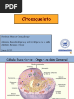 Tema 11 Microfilamentos | PDF | Actina | Citoesqueleto