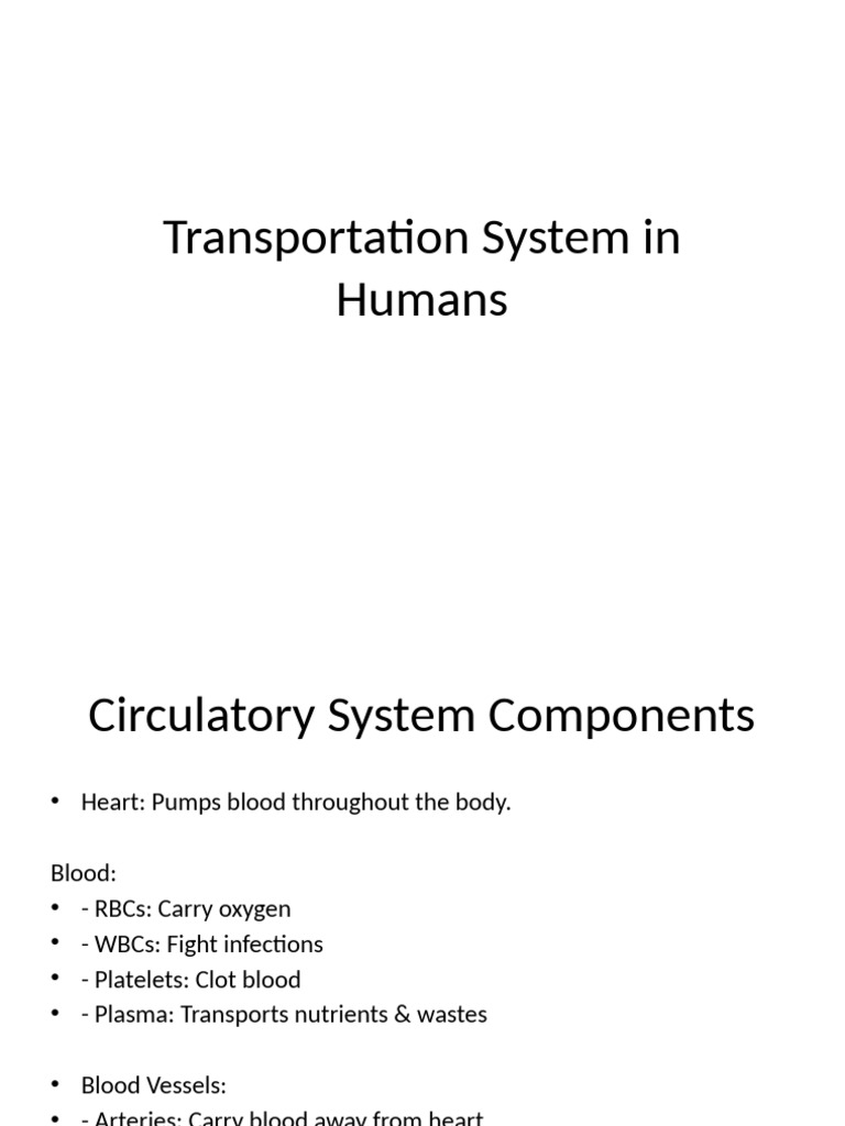 Human Body Transportation Systems | PDF | Circulatory System | Blood