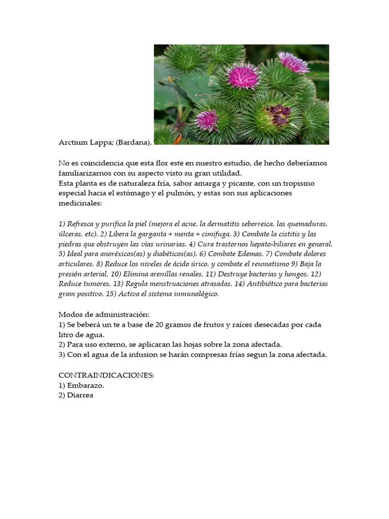 Arctium Lappa | PDF